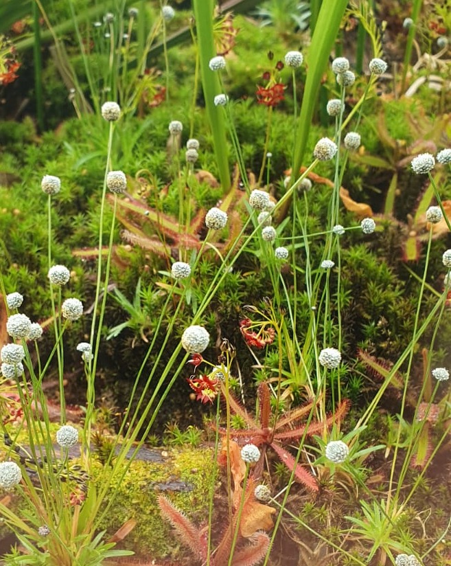 LAVA Atelier Botanic » Despre plantele preistorice